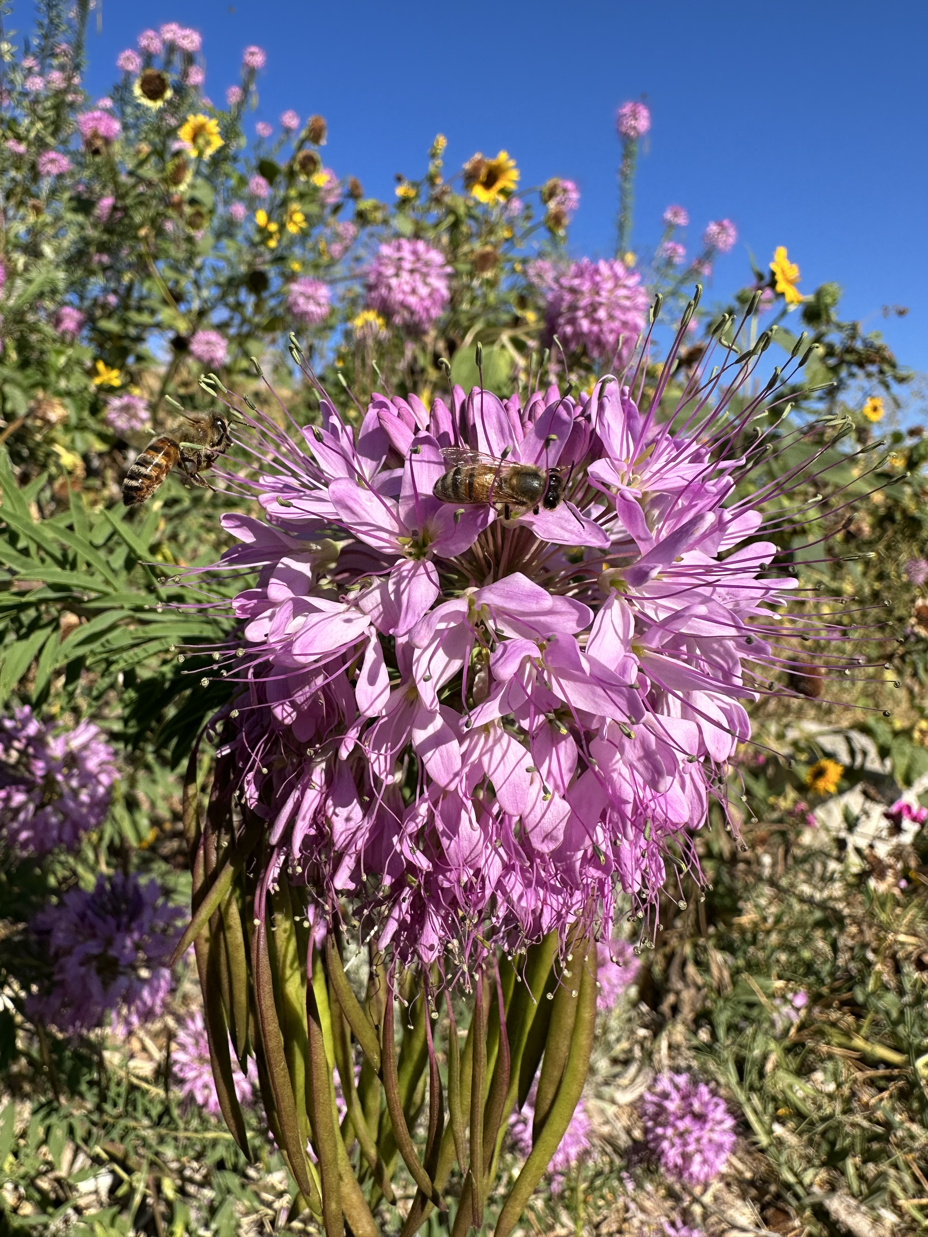 Native plants – SHRUBSTEPPE BLOOMS